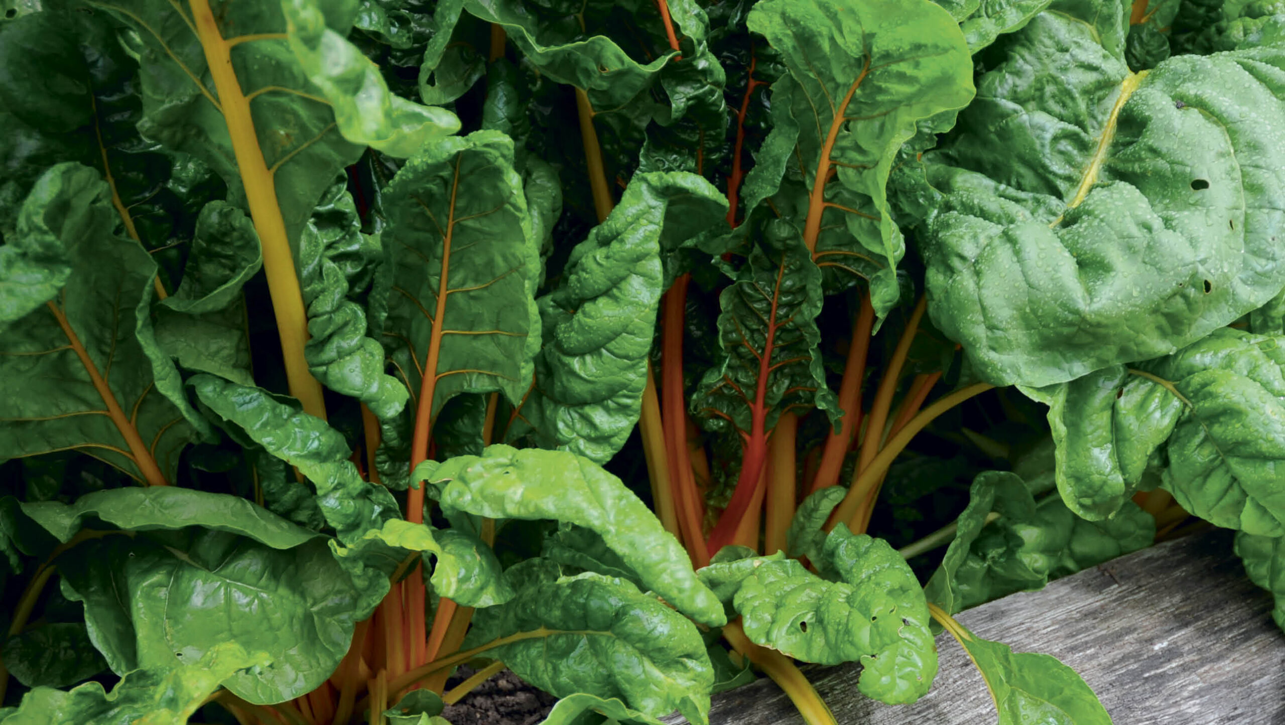 Fill your garden with greens - ABC Organic Gardener Magazine