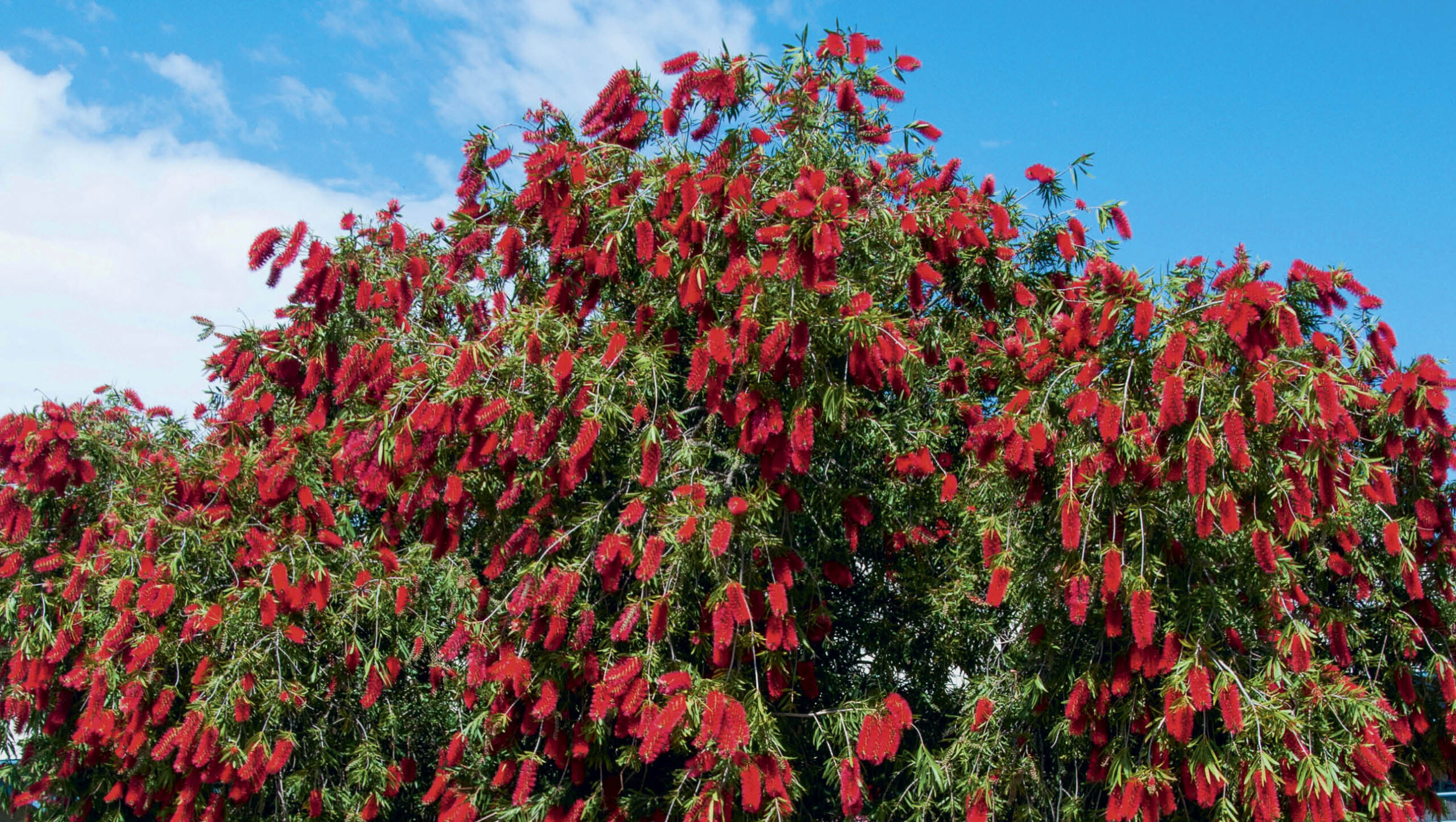 Top native trees - ABC Organic Gardener Magazine