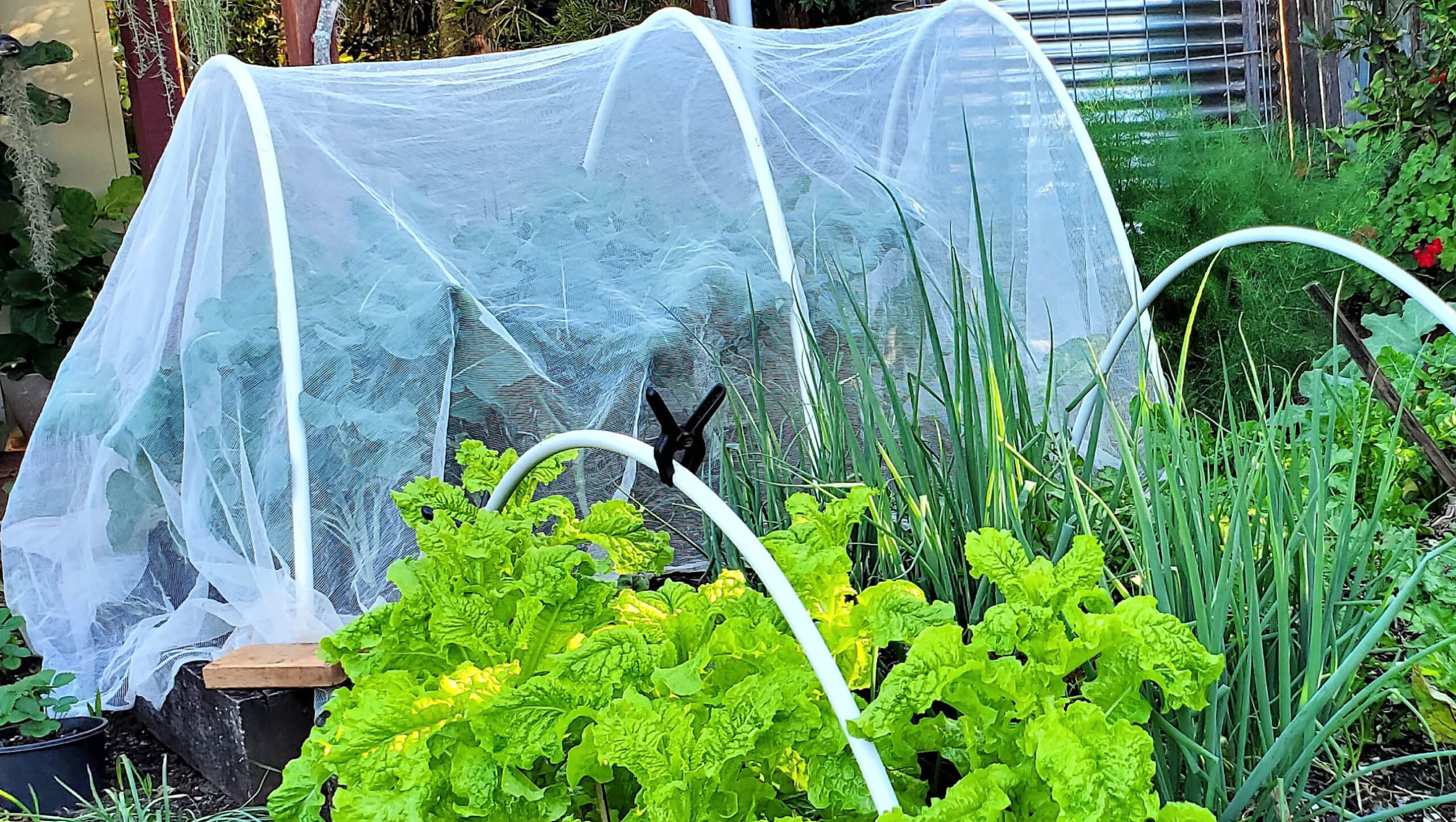 Organic pest control: start here - ABC Organic Gardener Magazine