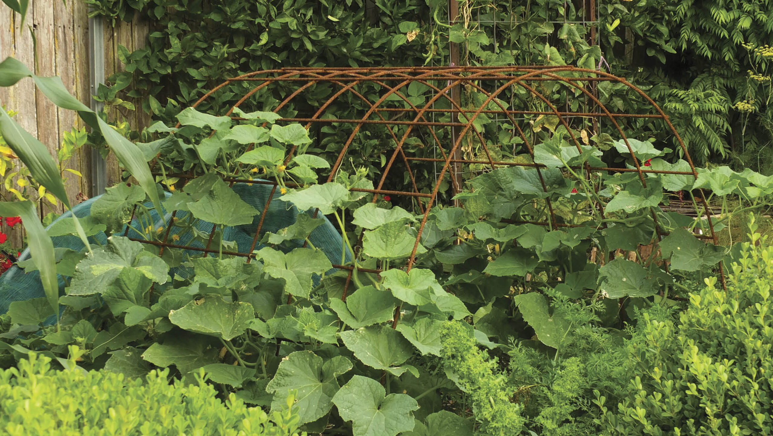 Grow more with climbing frames - ABC Organic Gardener Magazine