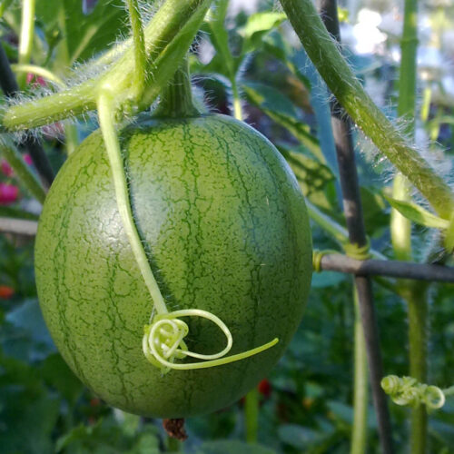 Growing rosellas - ABC Organic Gardener Magazine