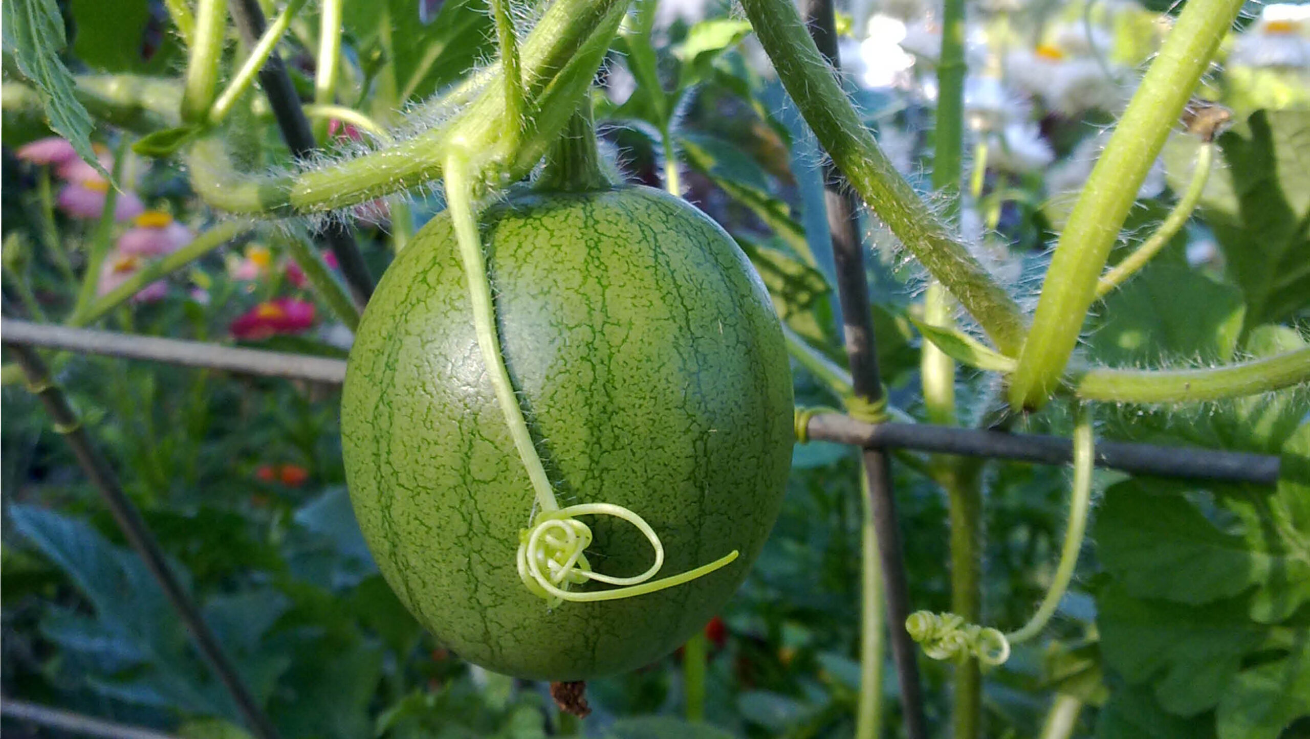 Mini watermelons you can grow in any space! - ABC Organic Gardener Magazine
