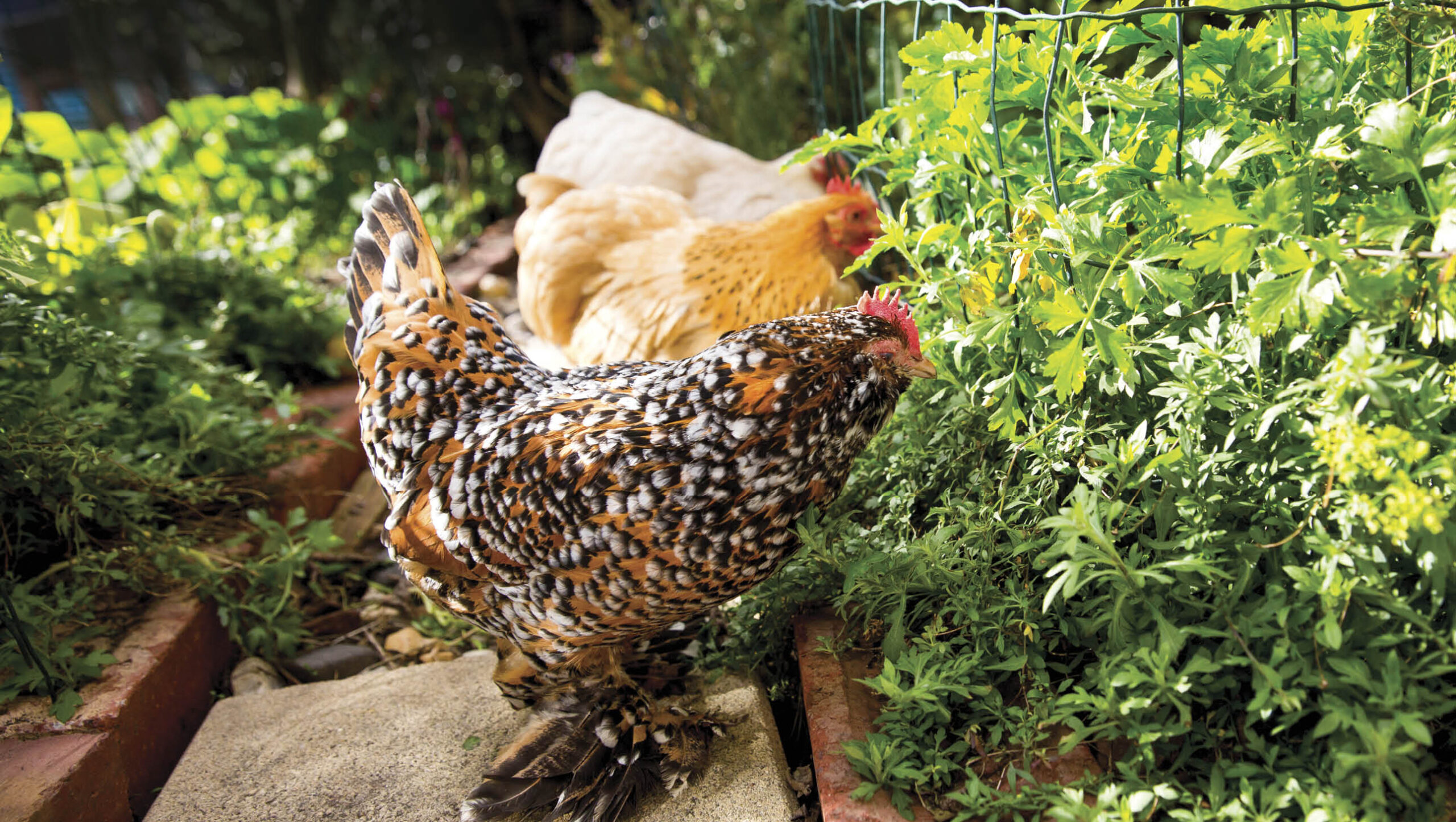 Health-boosting plants for your chooks - ABC Organic Gardener Magazine