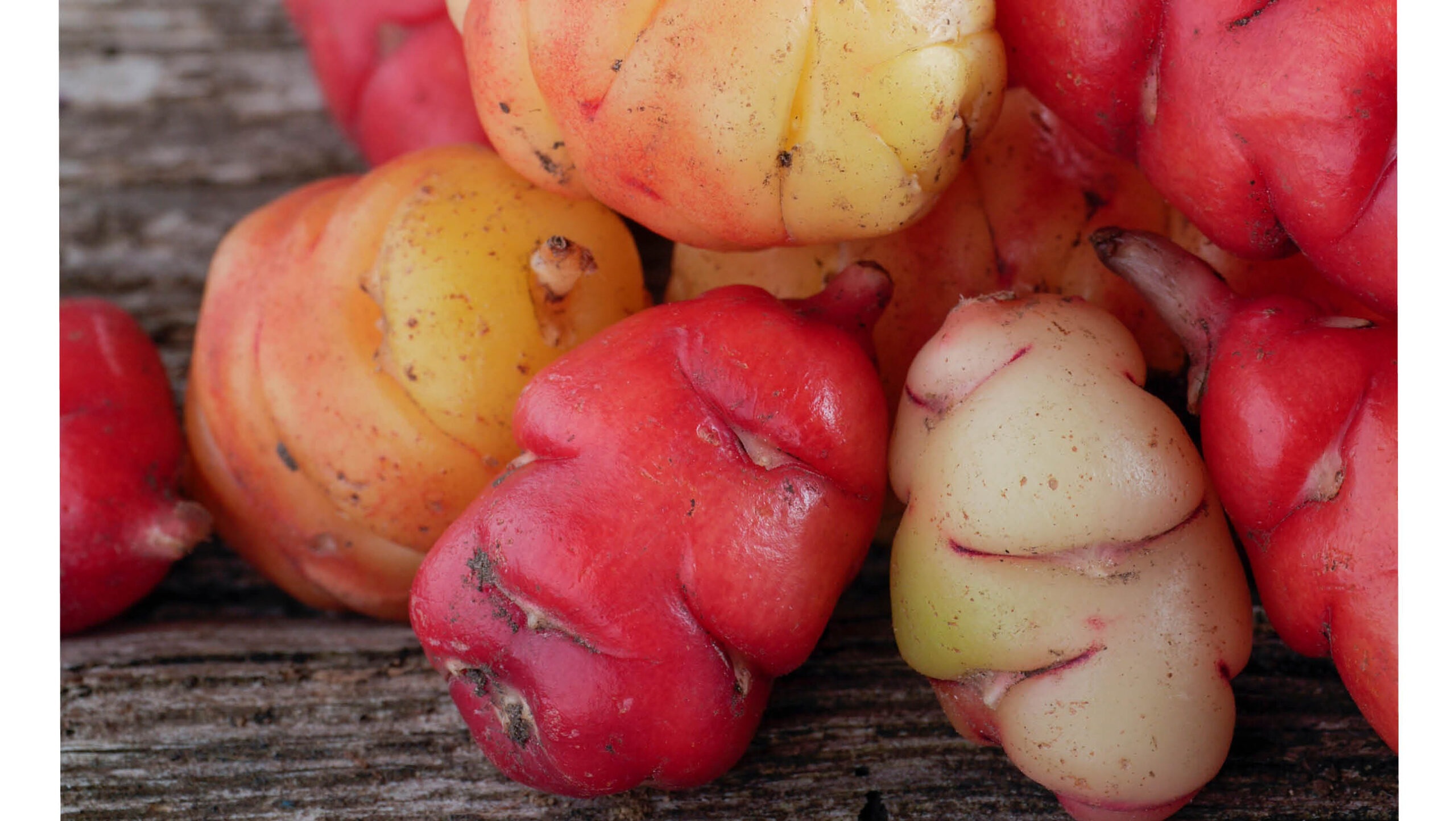 Try your hand at yams - ABC Organic Gardener Magazine