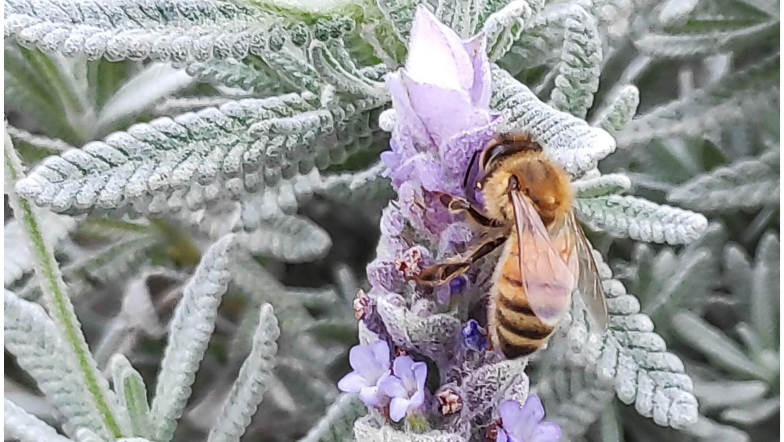 Discover Australia's diverse pollinators - ABC Organic Gardener Magazine