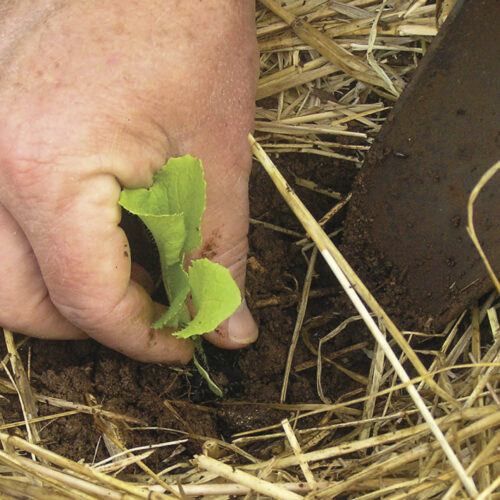 Flame Weeding - ABC Organic Gardener Magazine