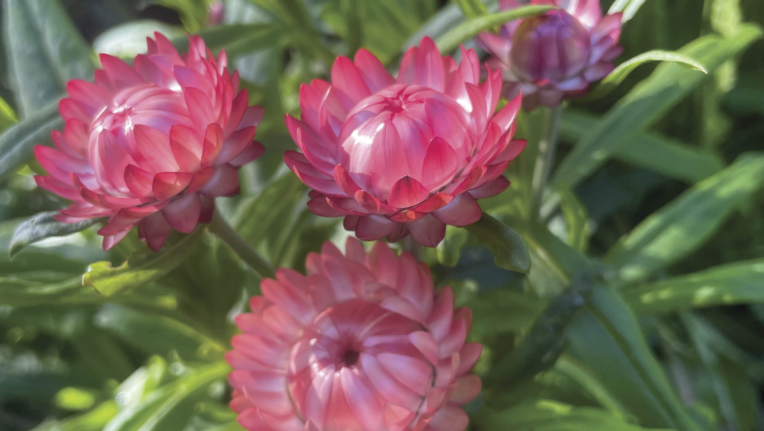 A blooming summer - ABC Organic Gardener Magazine