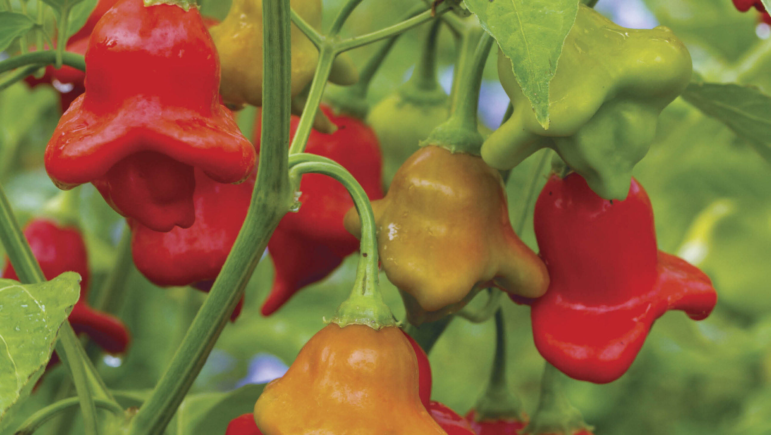 Add spice with chillies - ABC Organic Gardener Magazine
