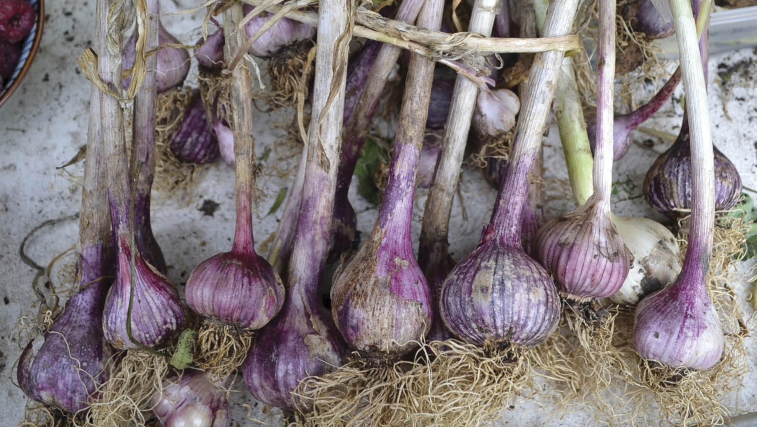 Grow garlic in your backyard - ABC Organic Gardener Magazine