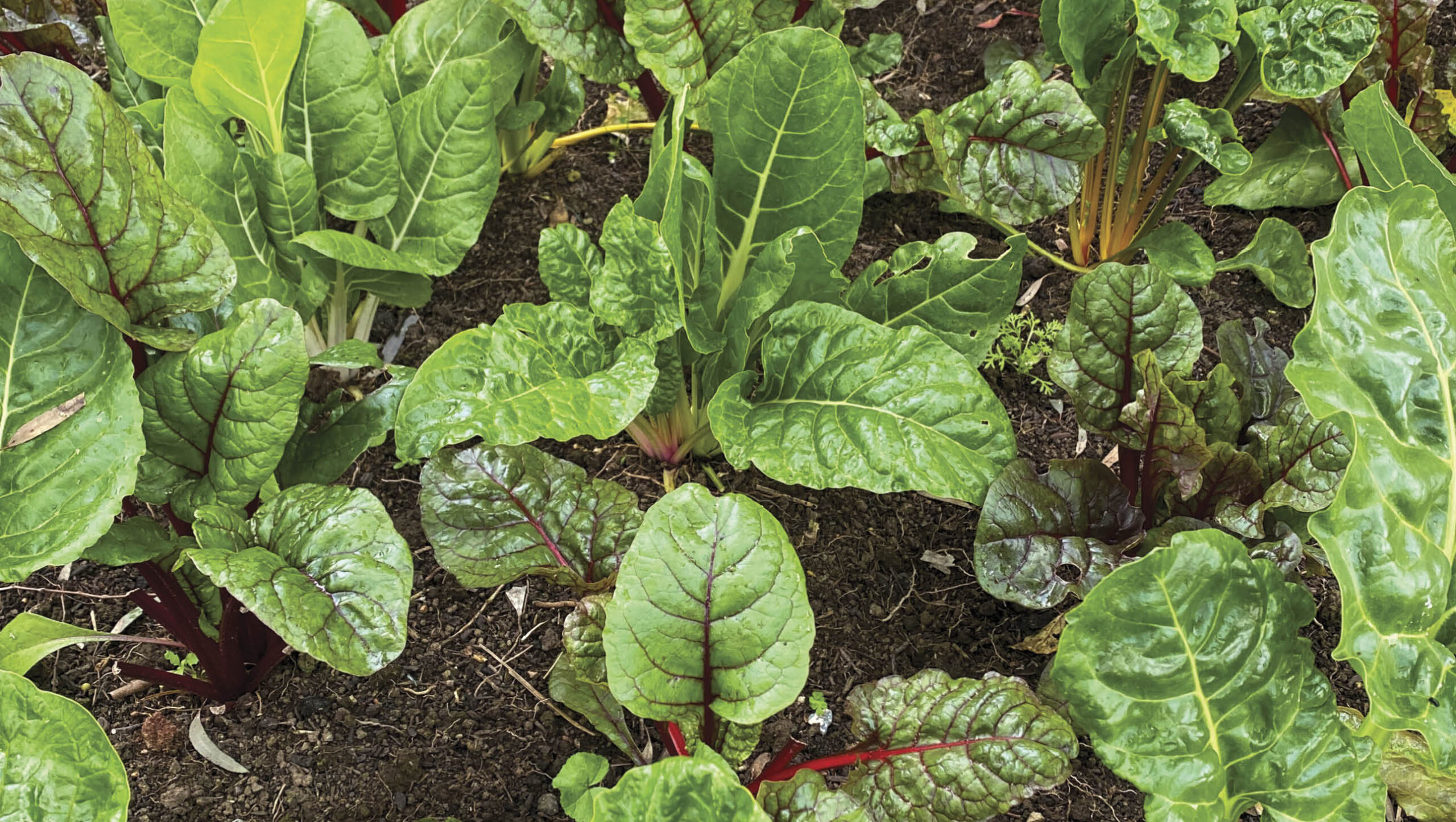 How to grow silverbeet - ABC Organic Gardener Magazine