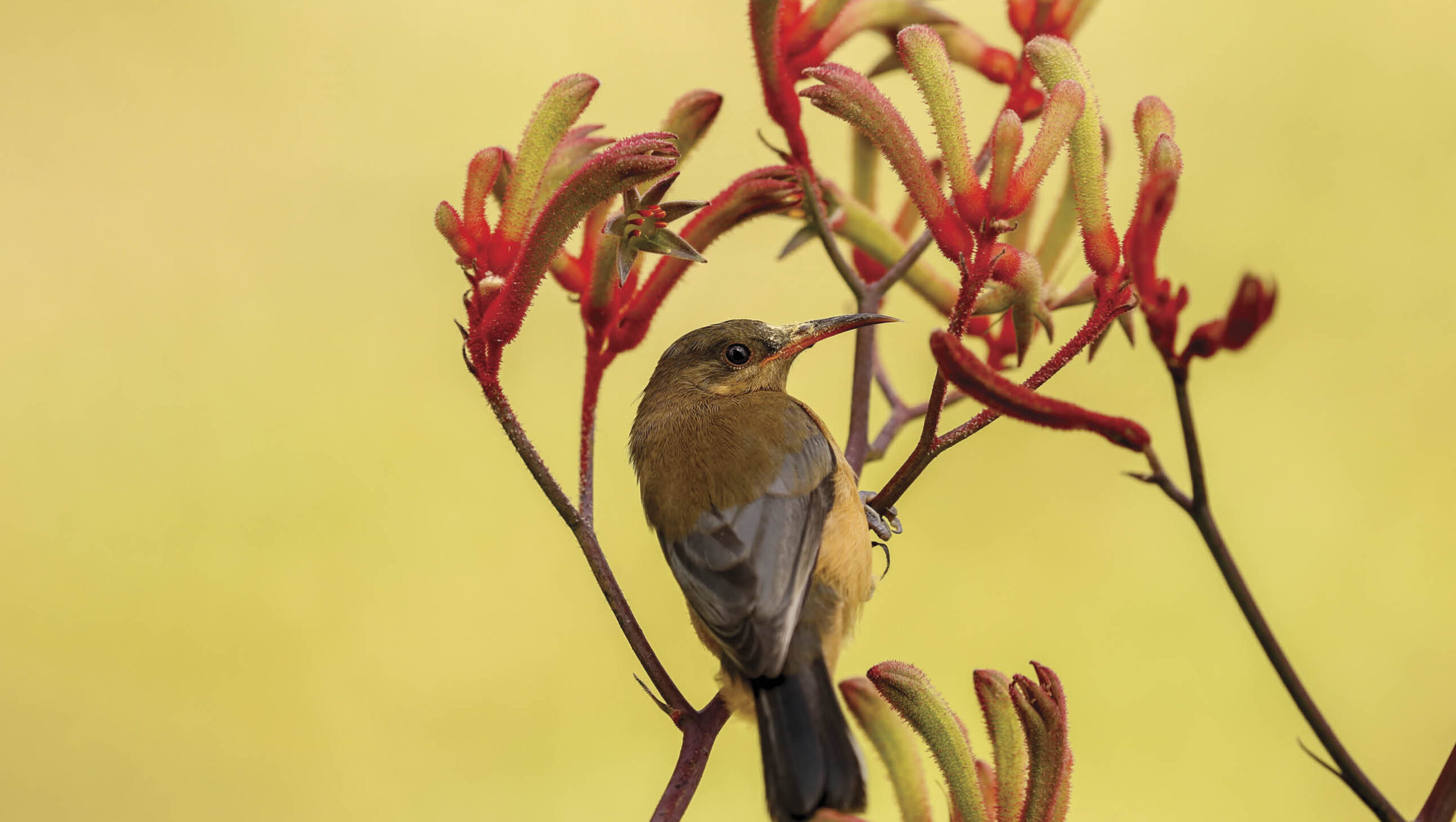 How to bring more birds into your garden - ABC Organic Gardener Magazine