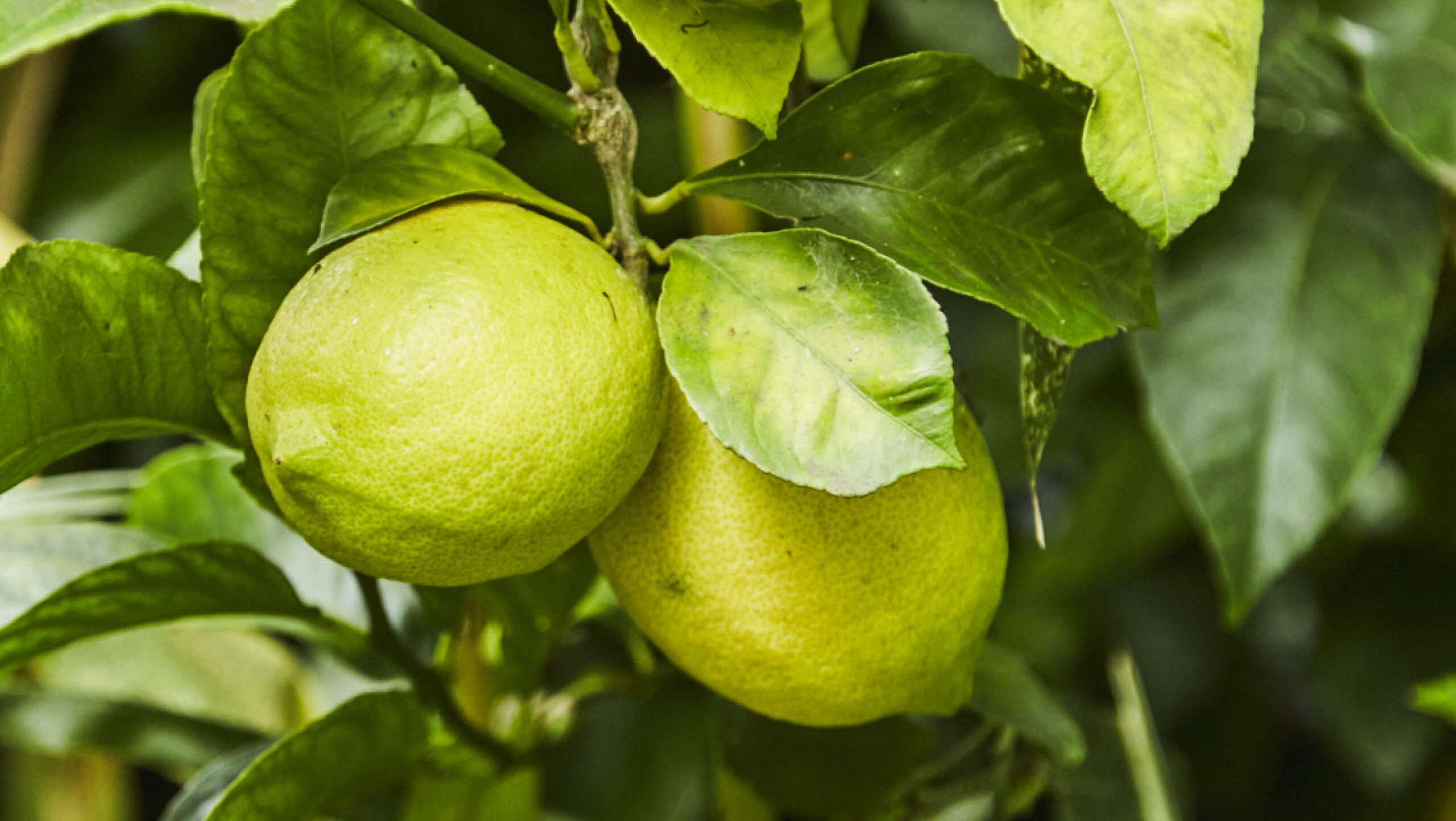 Plan for the future: grow fruit trees - ABC Organic Gardener Magazine