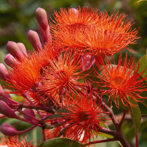Flowers, shrubs & trees Archives - ABC Organic Gardener Magazine