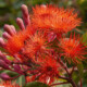 Compact gum trees for small spaces: Corymbia ficifolia - ABC Organic ...