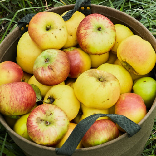 Growing rosellas - ABC Organic Gardener Magazine