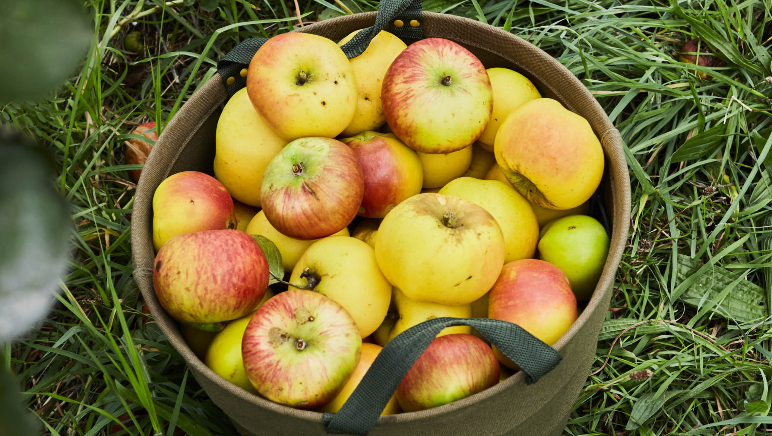 Apple basics: how to plant and maintain - ABC Organic Gardener Magazine ...