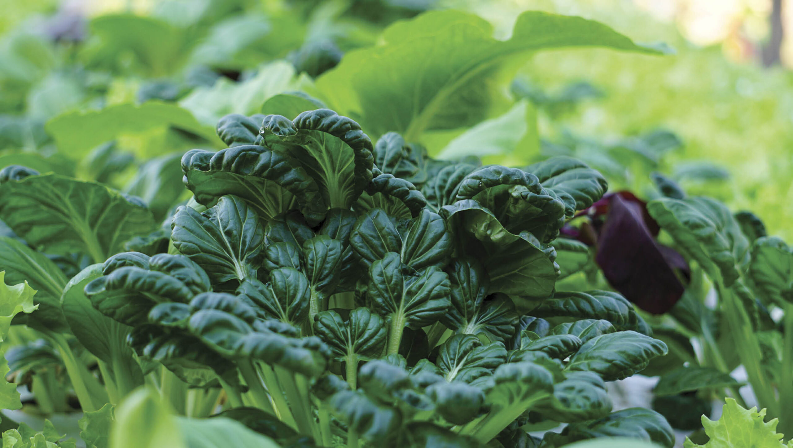 Fast-growing greens to fill garden gaps - ABC Organic Gardener Magazine