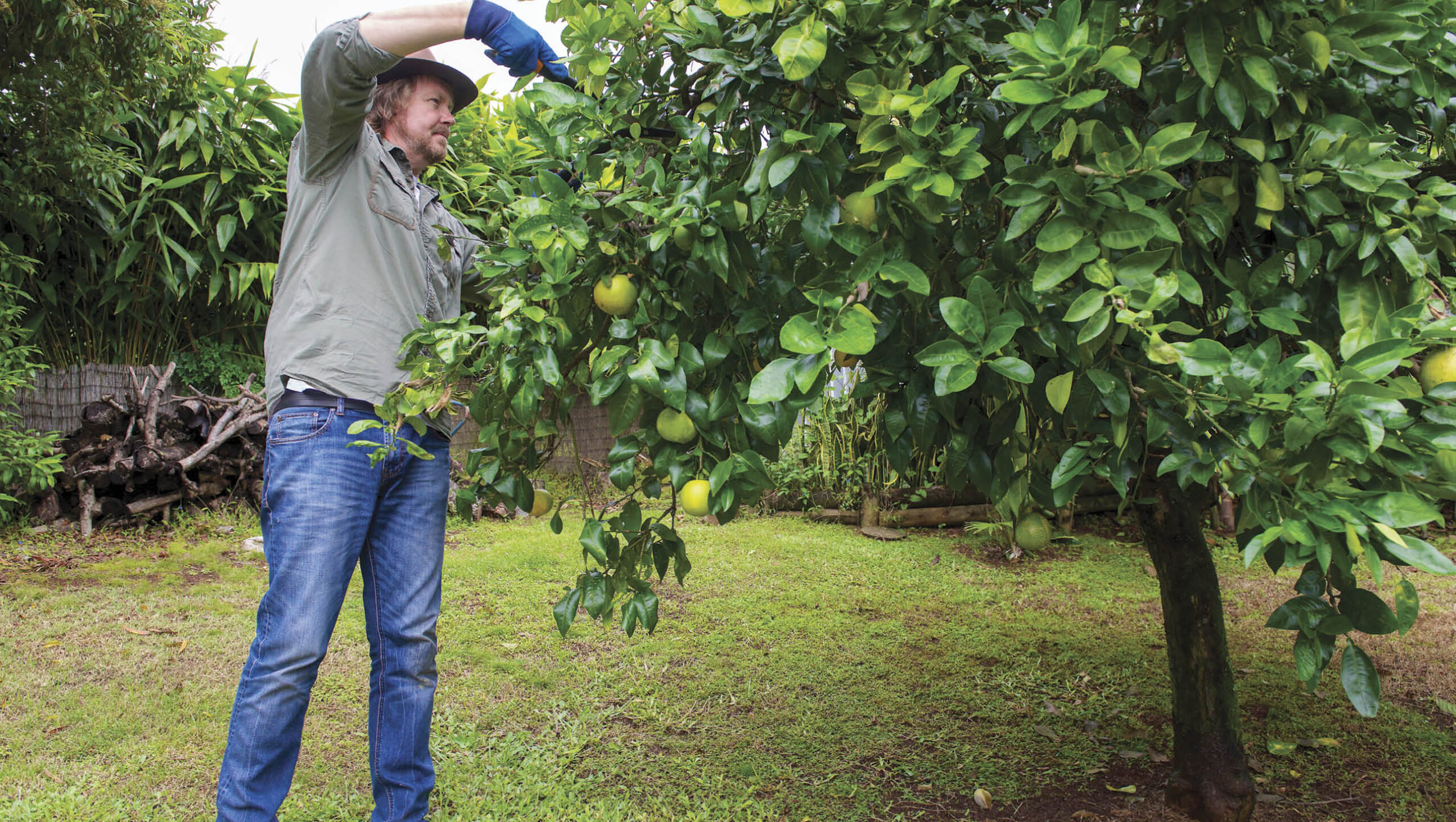 How to keep your lemon tree in shape - ABC Organic Gardener Magazine