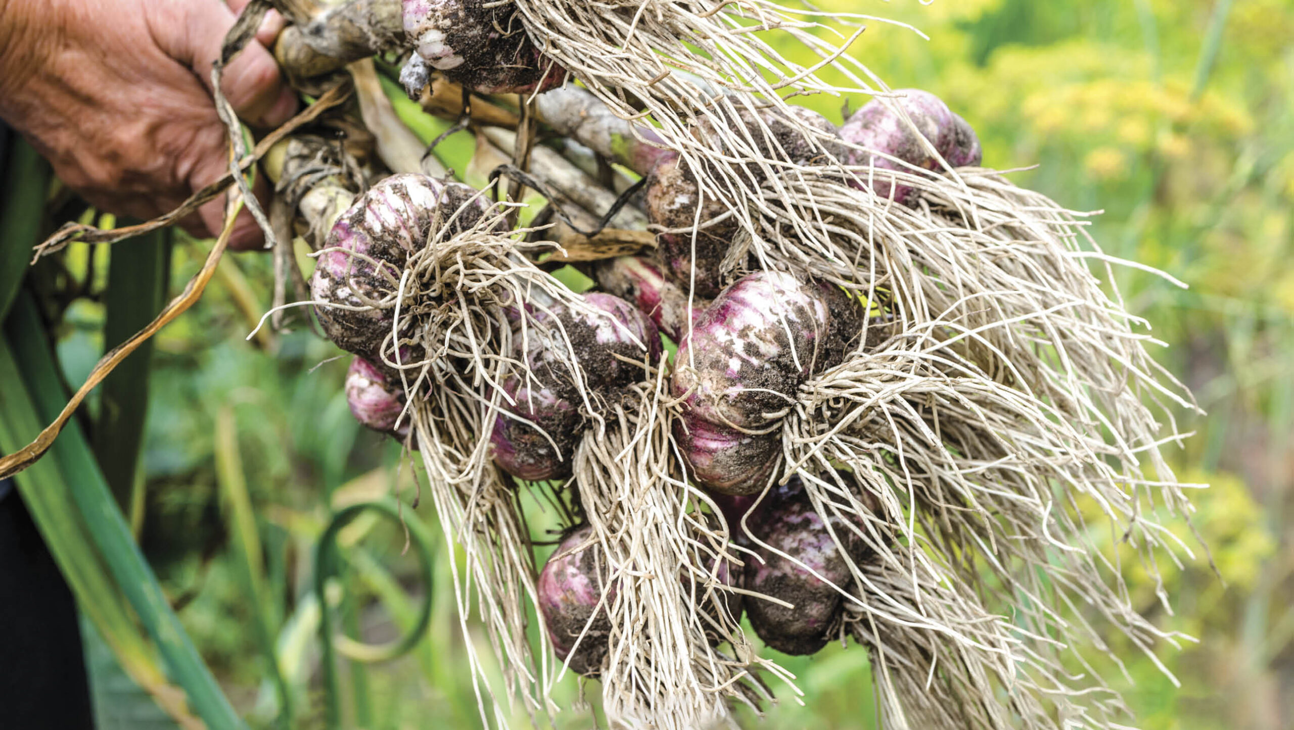 Garlic ain't just garlic - ABC Organic Gardener Magazine