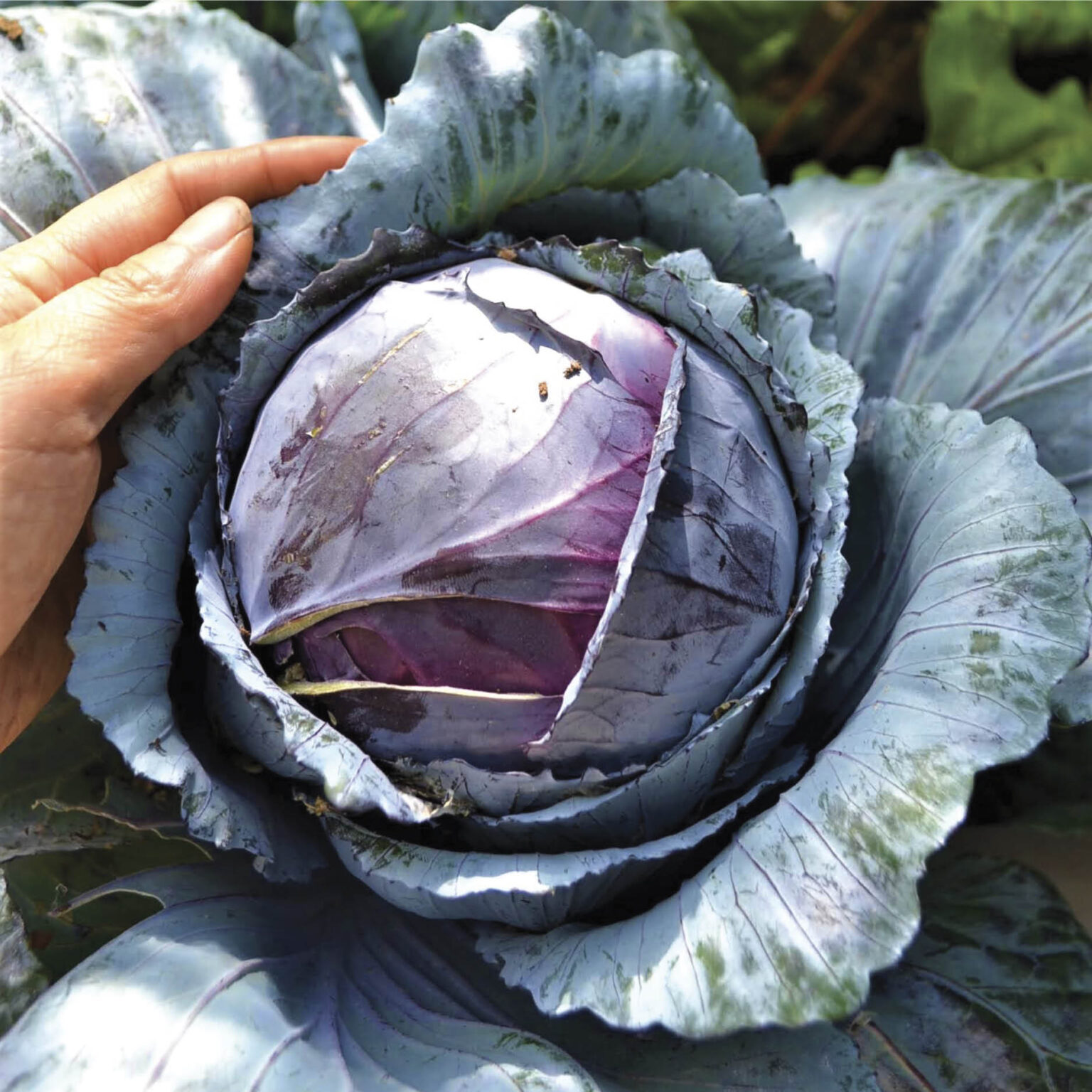 ABC Organic Gardener Magazine