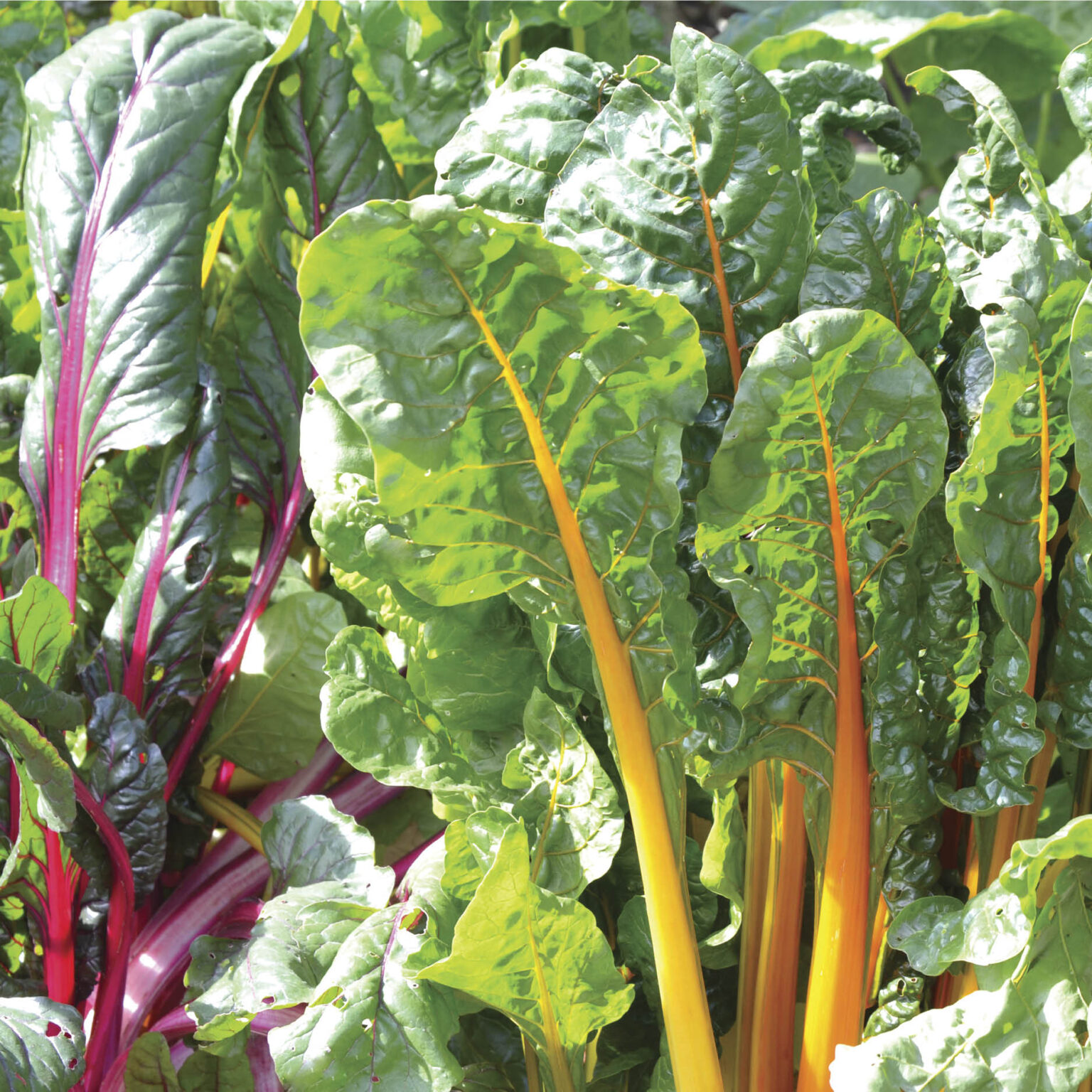 ABC Organic Gardener Magazine
