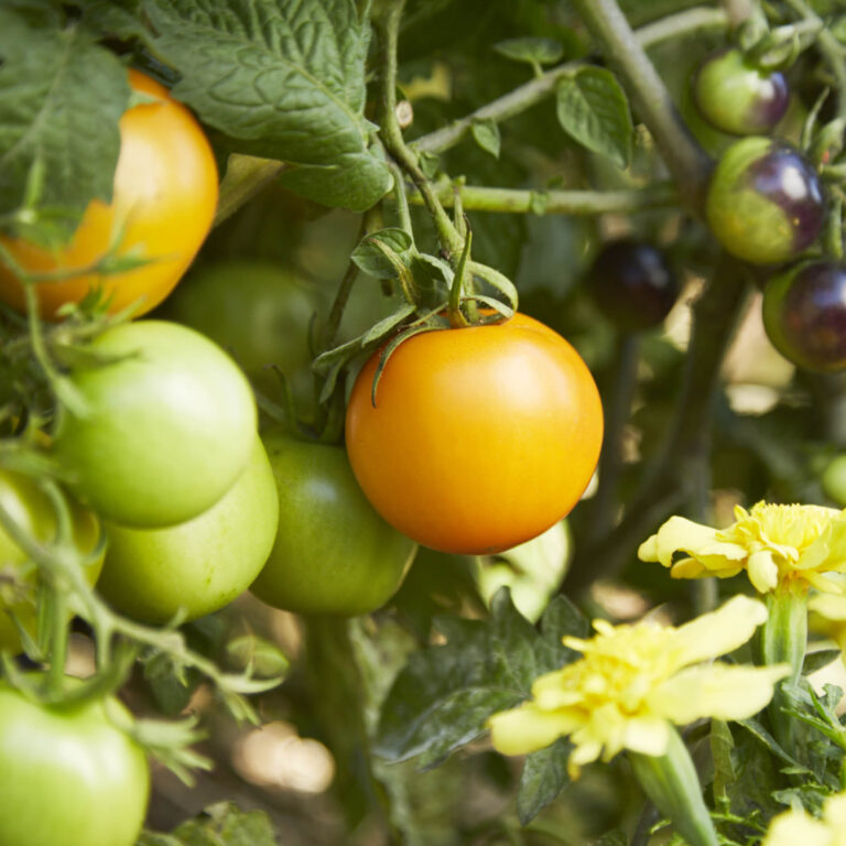Tomato pests and diseases - ABC Organic Gardener Magazine