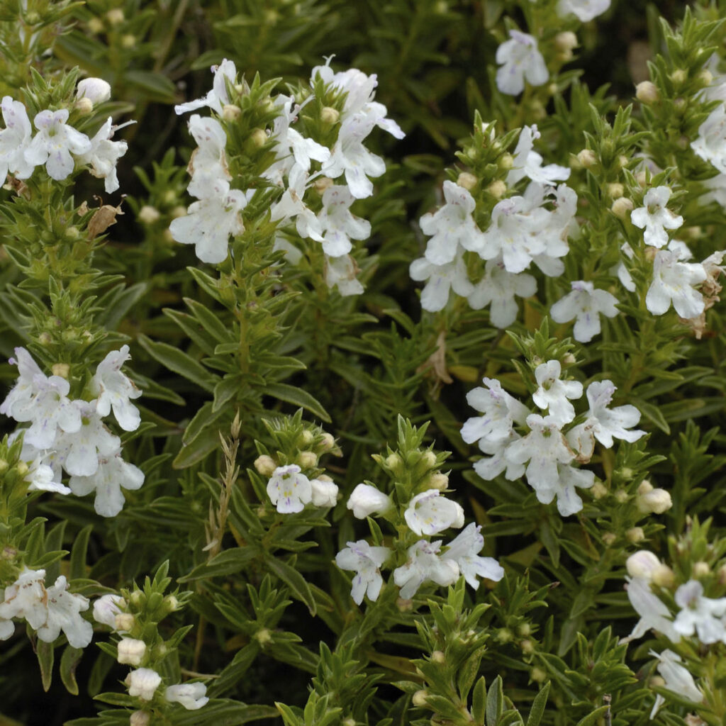 ABC Organic Gardener Magazine