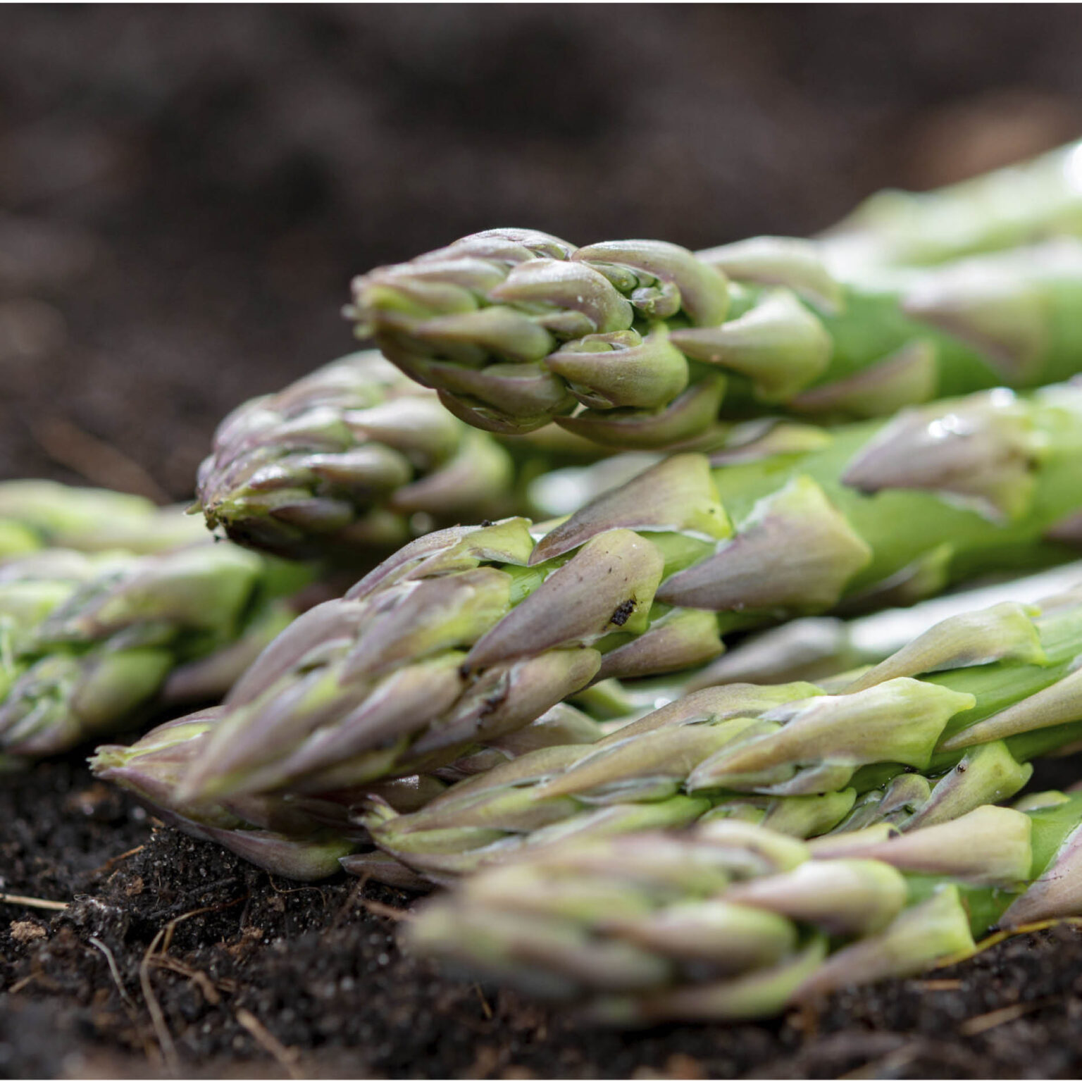 Top tip for growing asparagus - ABC Organic Gardener Magazine