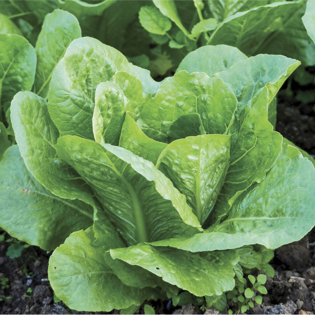 Easy-to-grow crops: lettuce - ABC Organic Gardener Magazine
