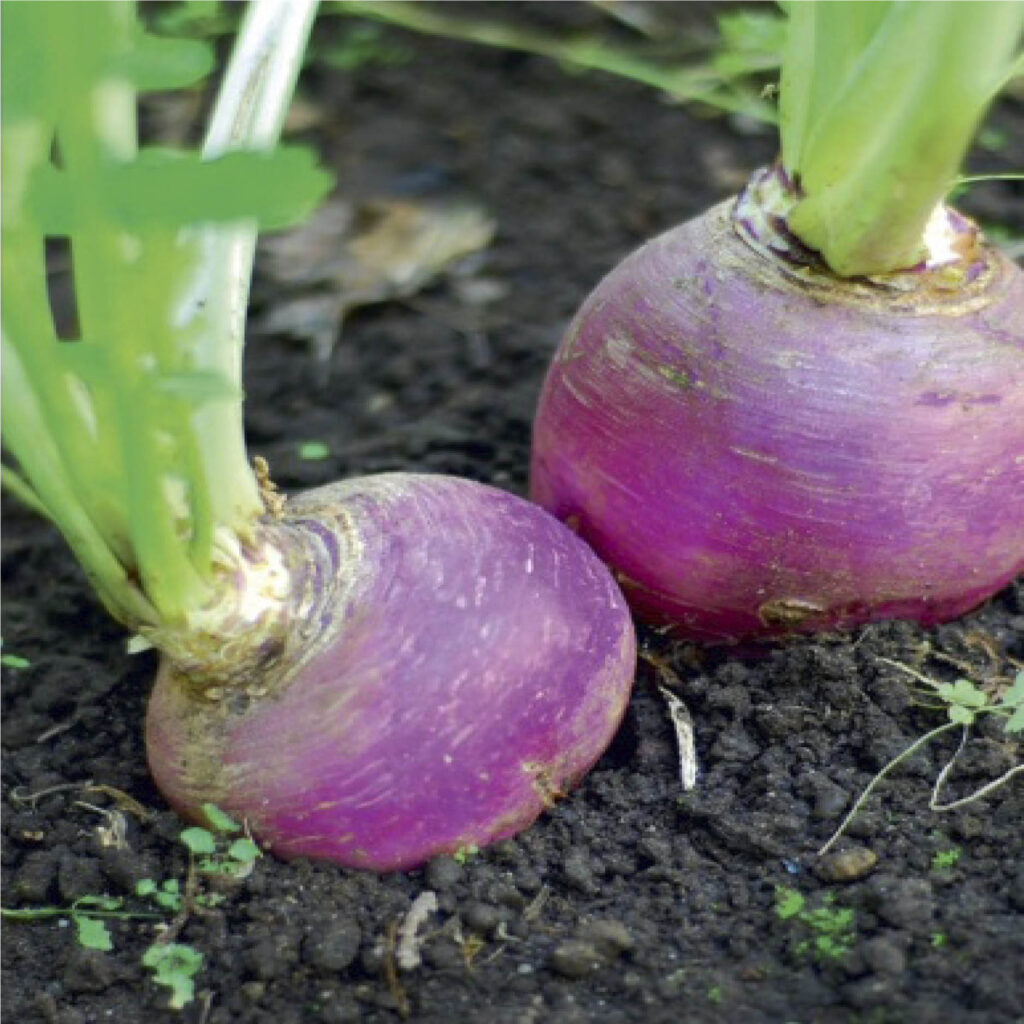 ABC Organic Gardener Magazine