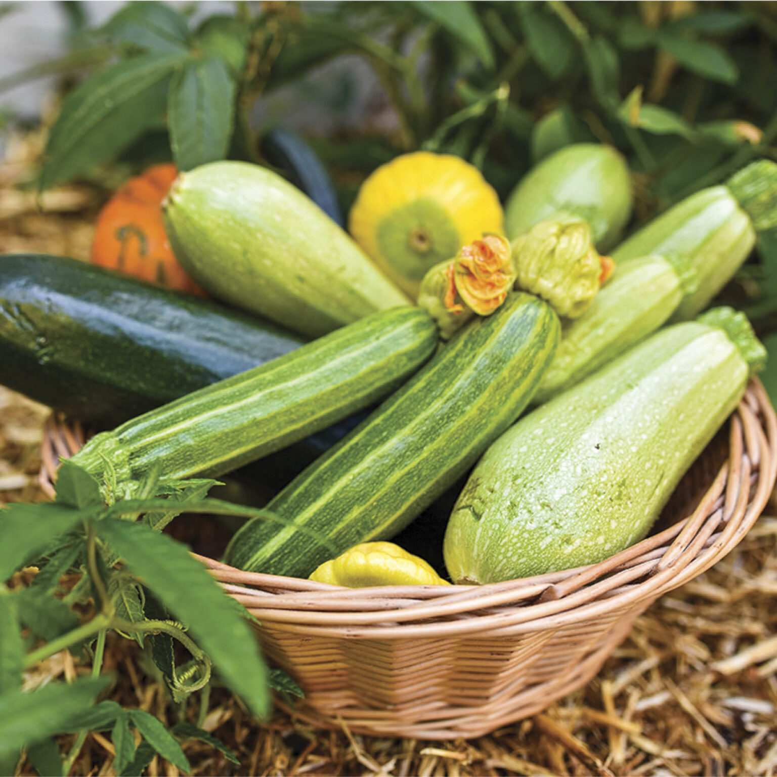 How to pollinate zucchini plants - ABC Organic Gardener Magazine