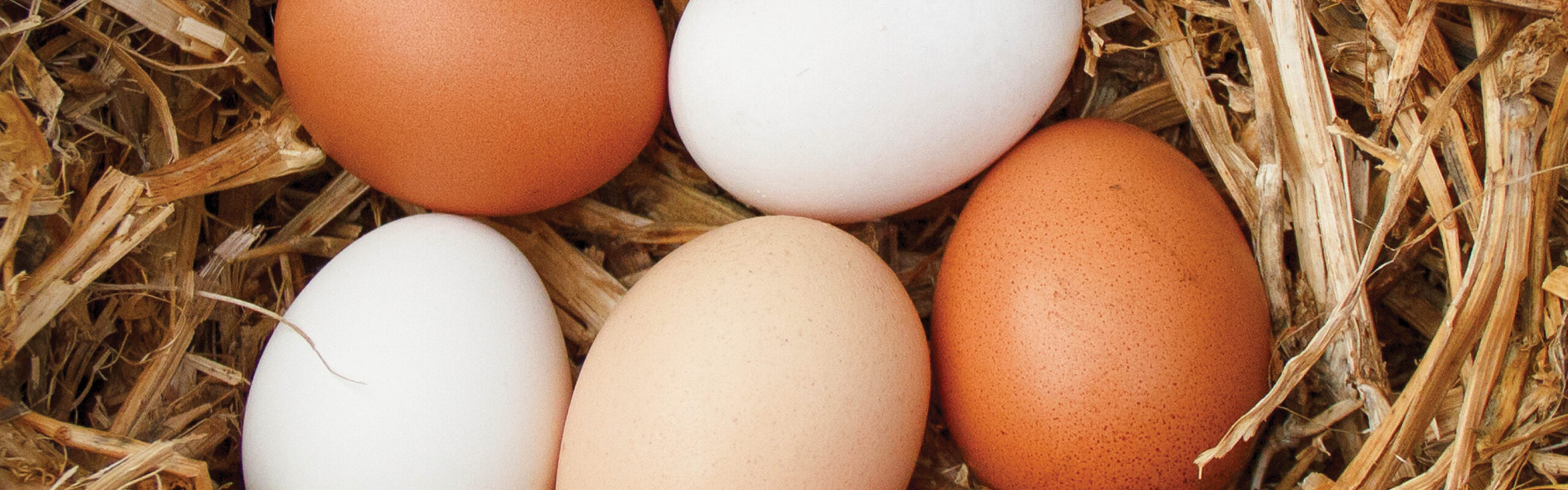 ABC Organic Gardener Magazine