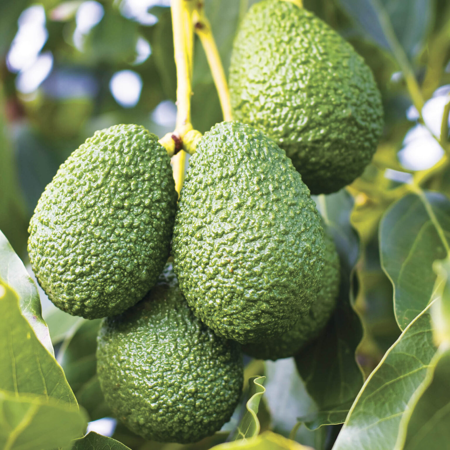 How to help avocado trees pollinate - ABC Organic Gardener Magazine ...