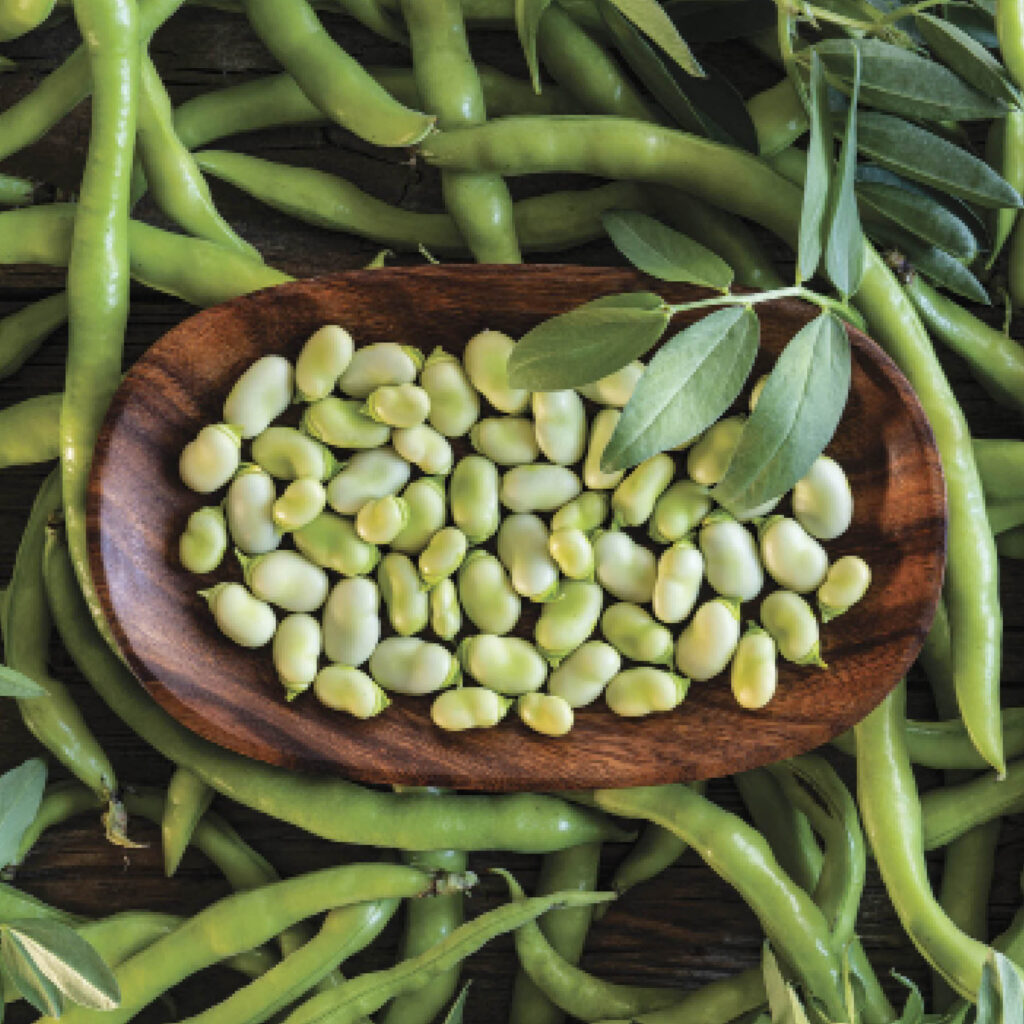 Broad bean bounty - ABC Organic Gardener Magazine