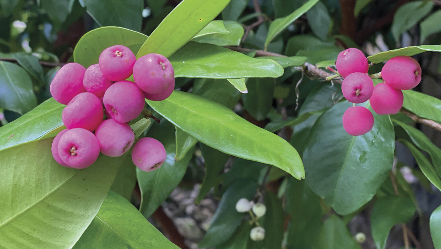 Edible natives: lilly pillies - ABC Organic Gardener Magazine