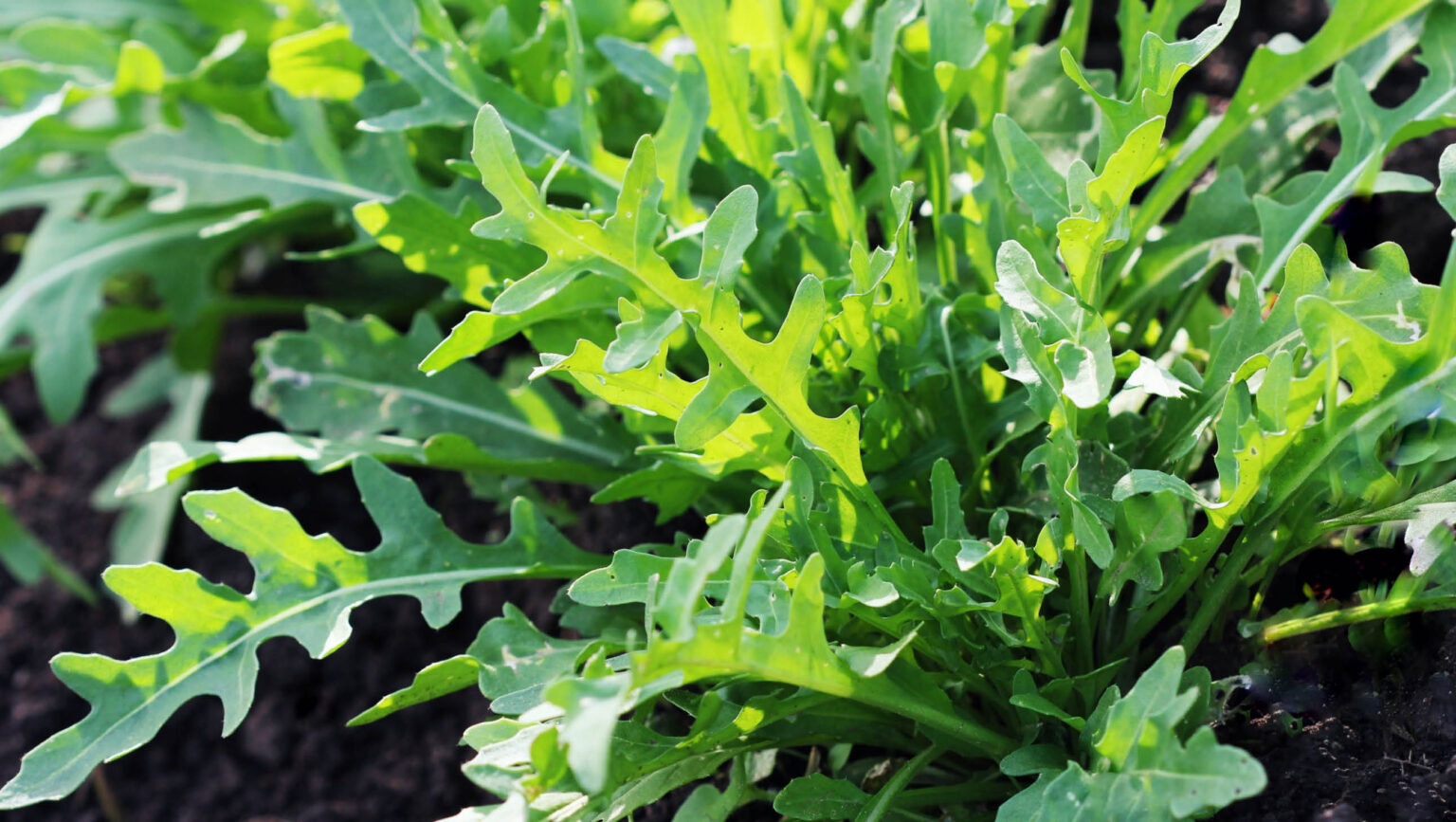 Save seeds: radish and rocket - ABC Organic Gardener Magazine