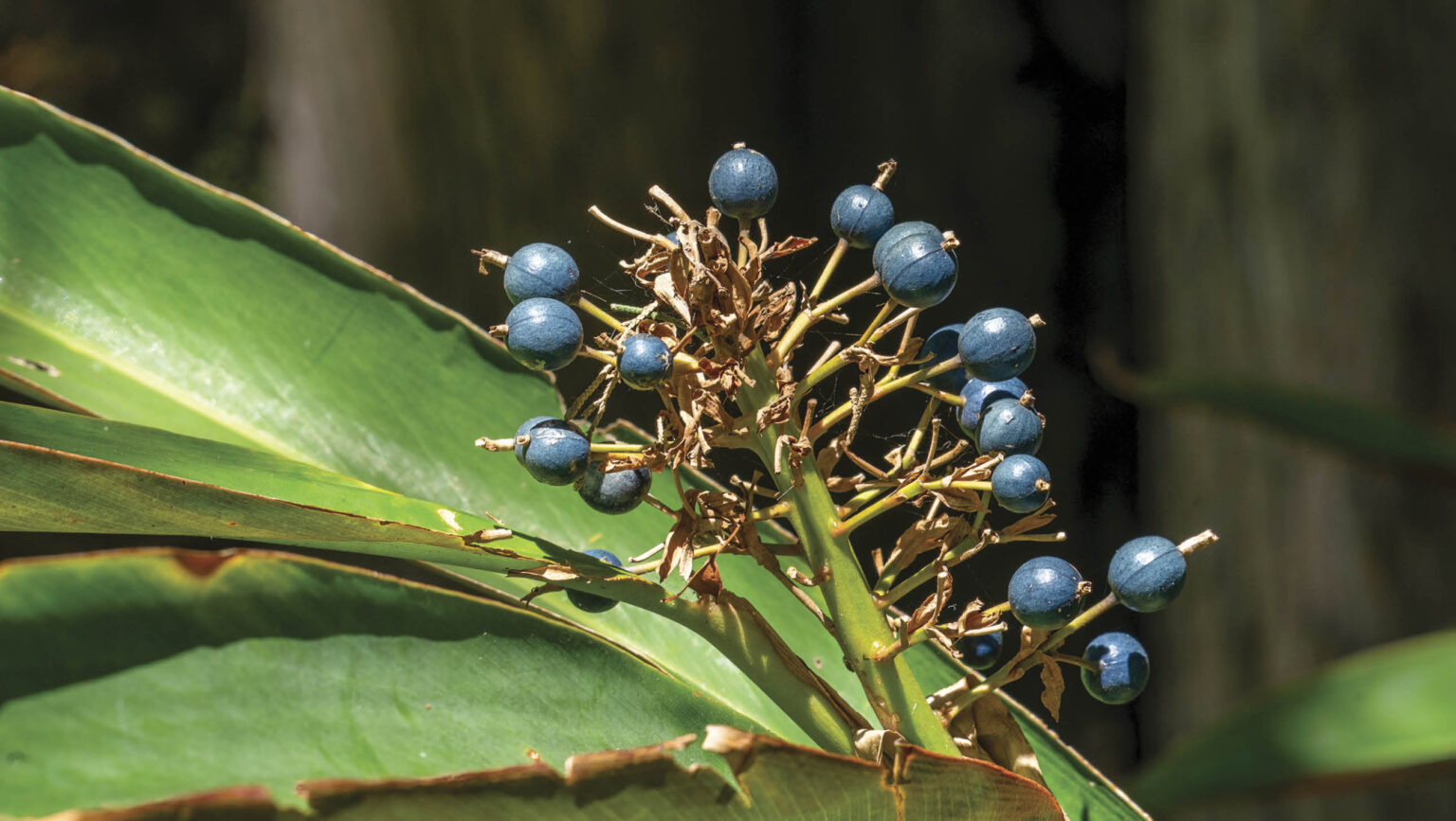 Bushfoods: Atherton raspberry, native ginger and old man saltbush - ABC ...
