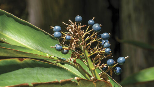 Bushfoods: Atherton raspberry, native ginger and old man saltbush - ABC ...