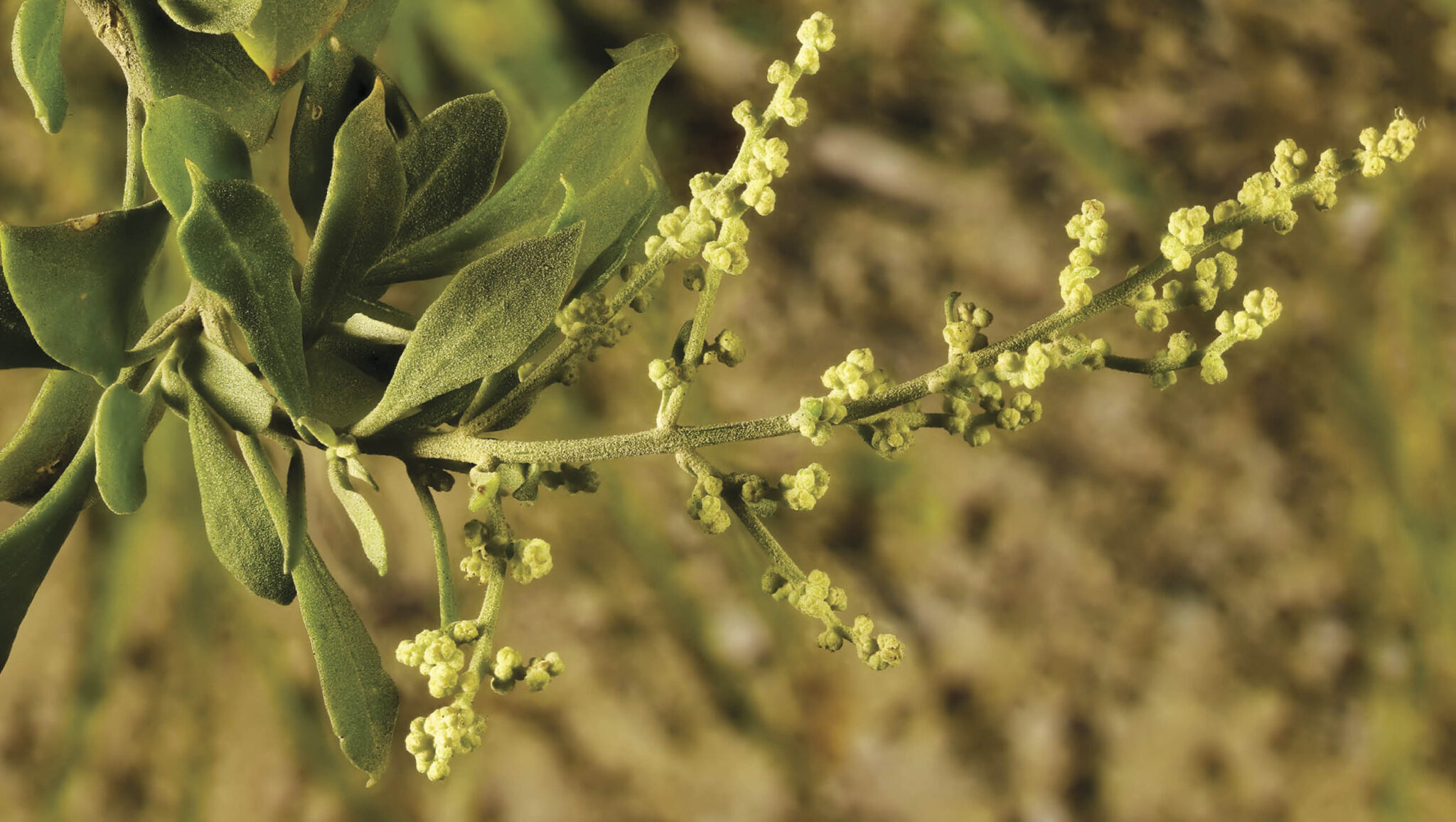 Bushfoods: Atherton raspberry, native ginger and old man saltbush - ABC ...