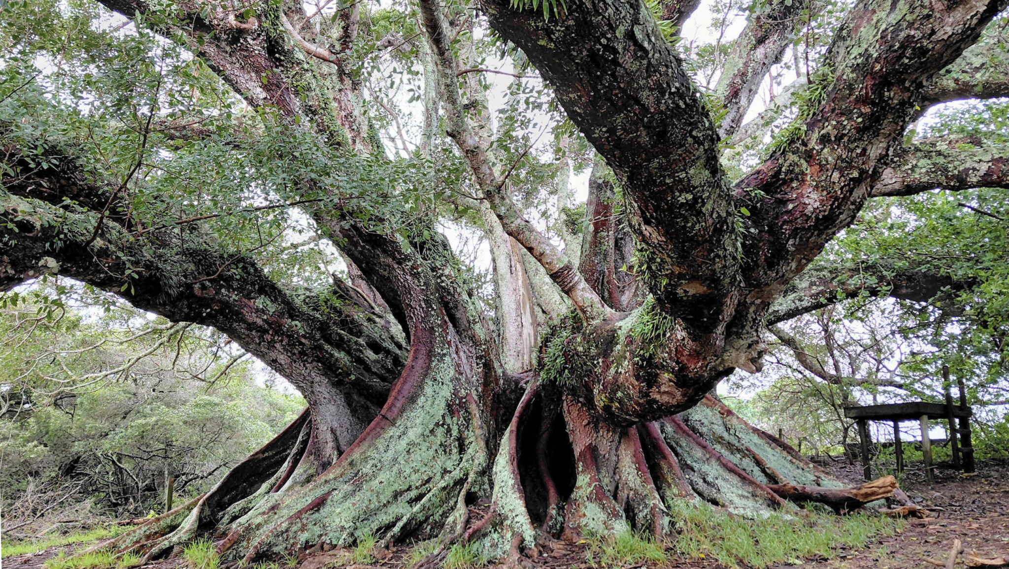 Norfolk Island: a living history - ABC Organic Gardener Magazine