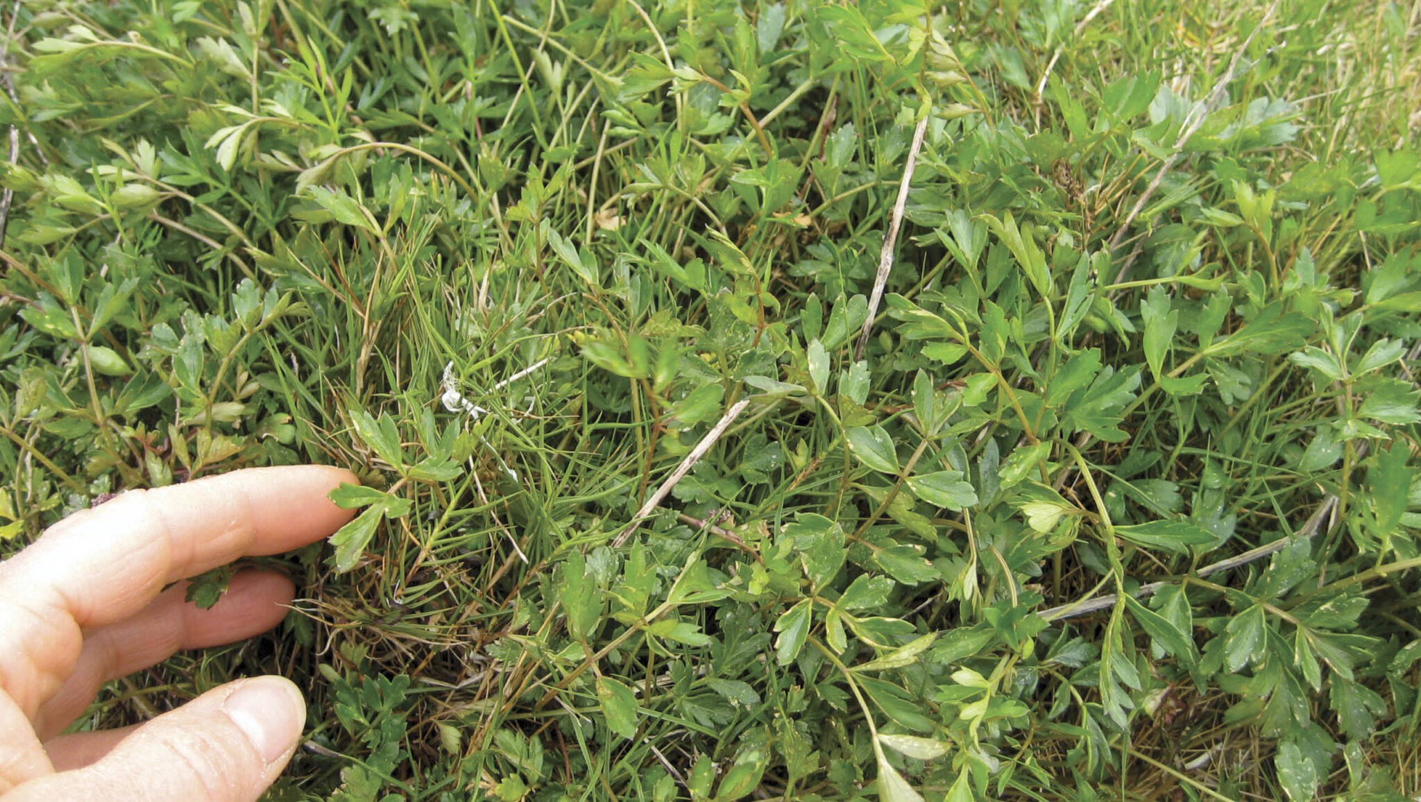 Water-loving edibles - ABC Organic Gardener Magazine