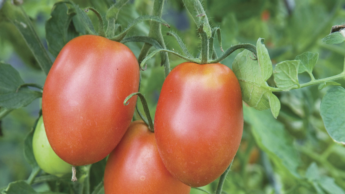 Top tomatoes to grow now! - ABC Organic Gardener Magazine