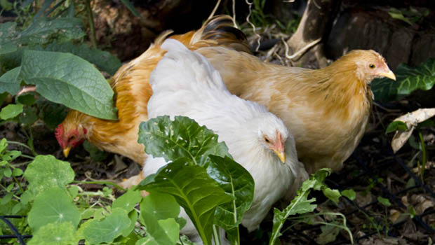 Feeding your chooks - ABC Organic Gardener Magazine